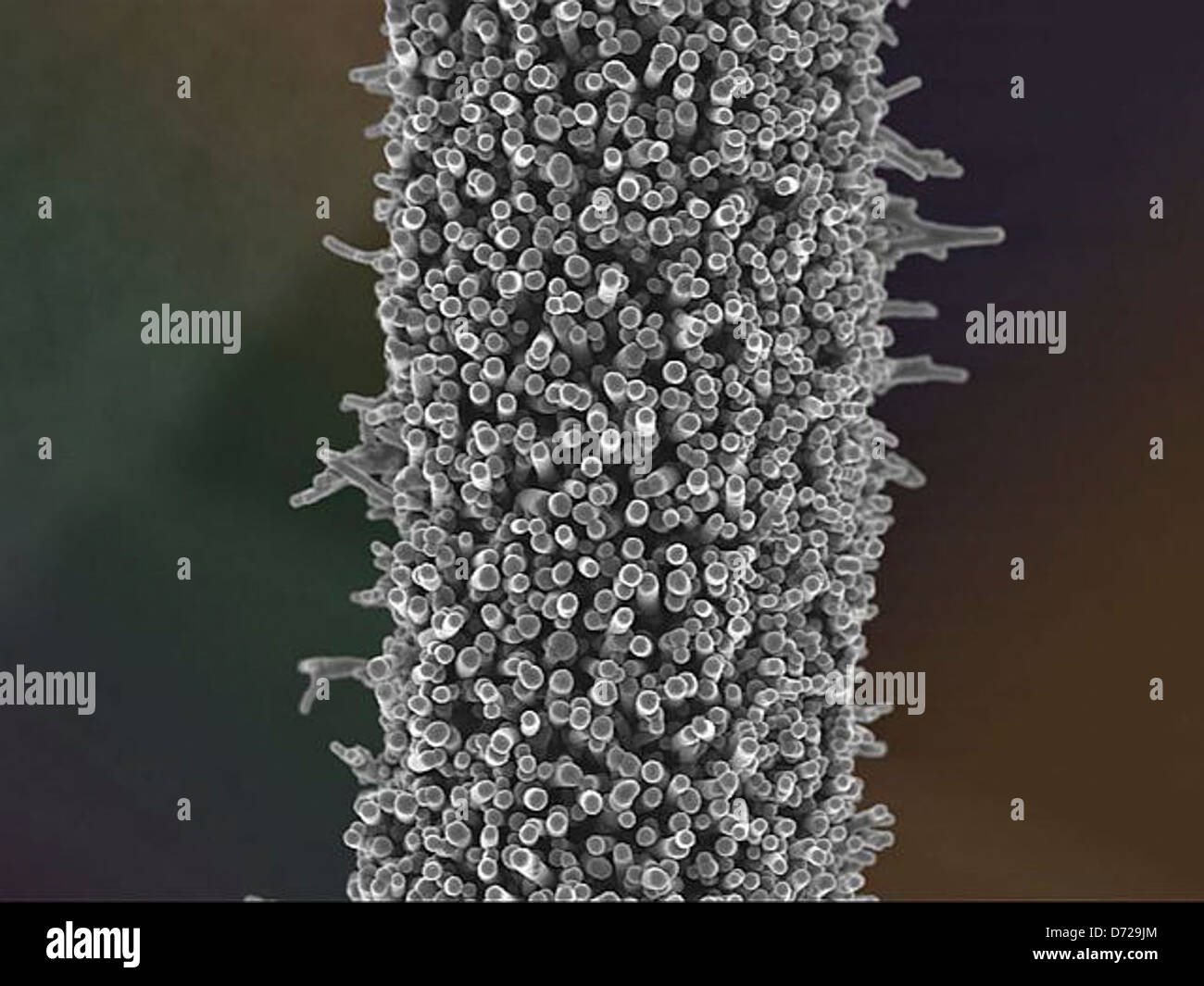 Polypyrrole Conductive Polymer-Coated Carbon Nanotubes Stock Photo - Alamy