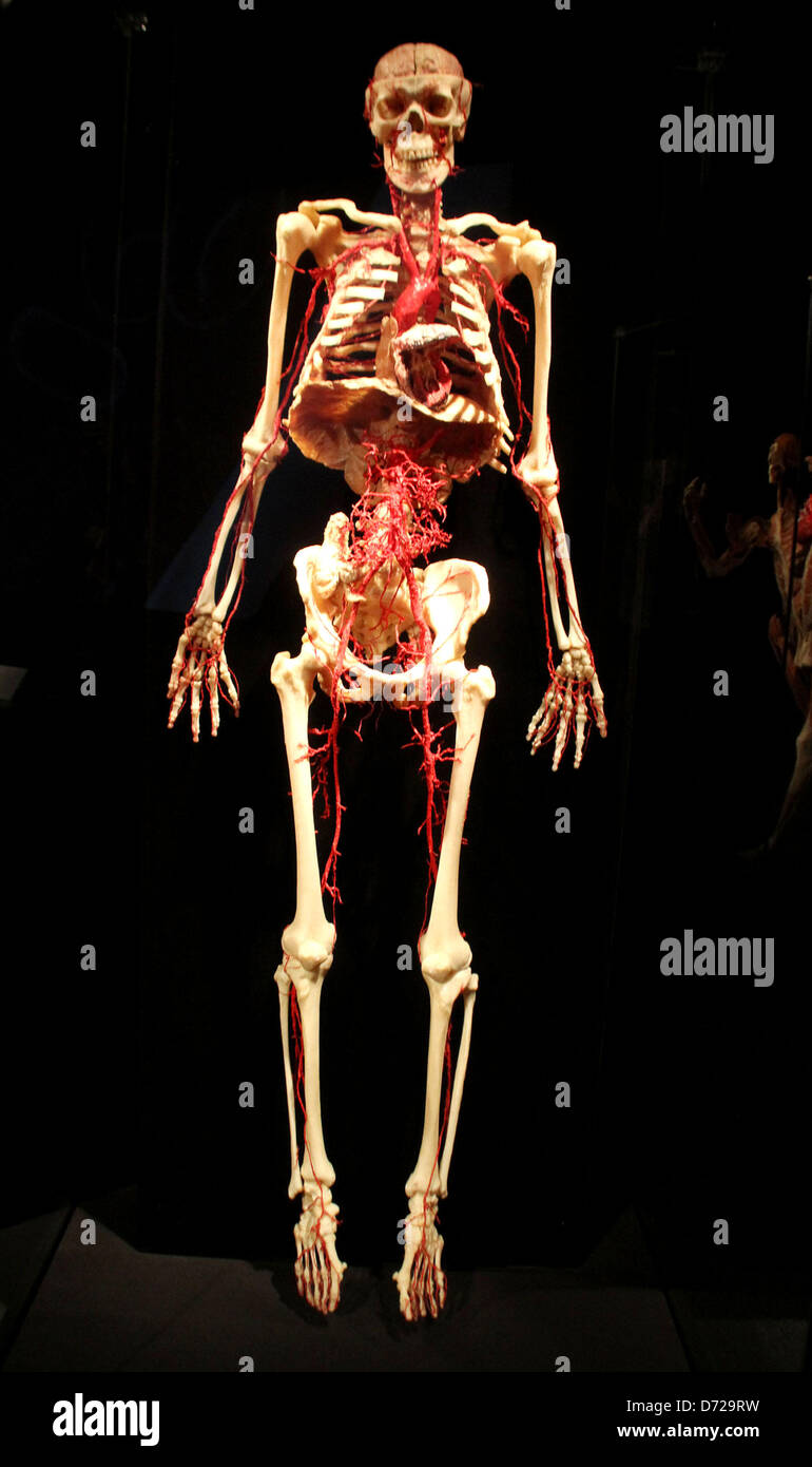 April 25, 2013 - New York, New York, U.S. - A view of the ARTERIAL BONE ...