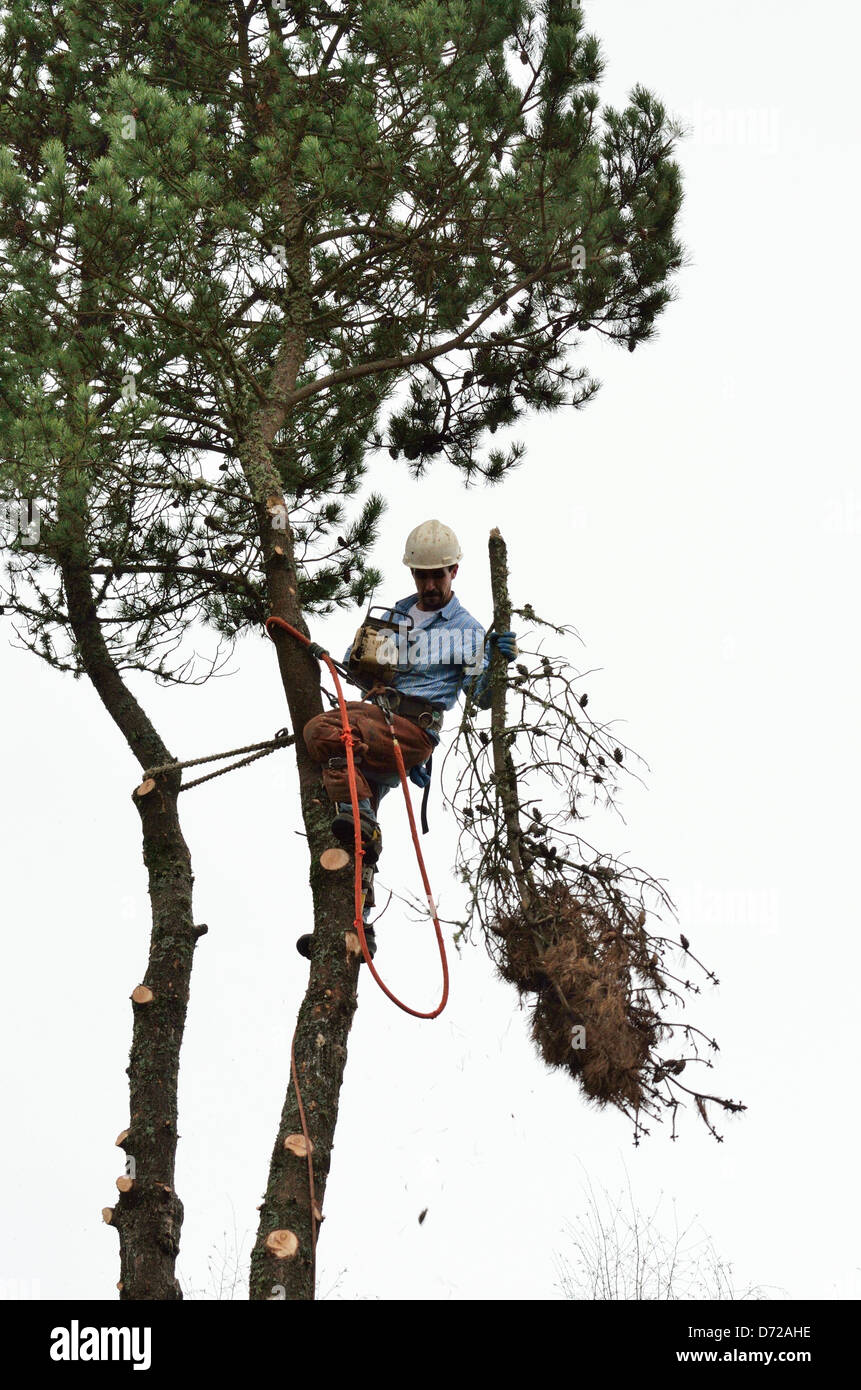 Cutting down backyard tree, 130213 71011 Stock Photo - Alamy