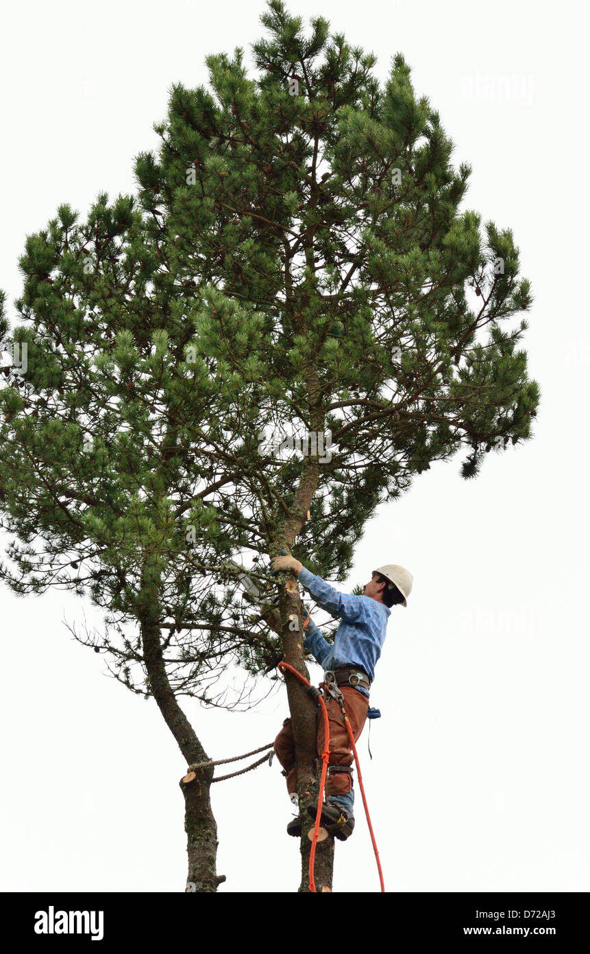 Cutting down backyard tree, 130213 71013 Stock Photo - Alamy