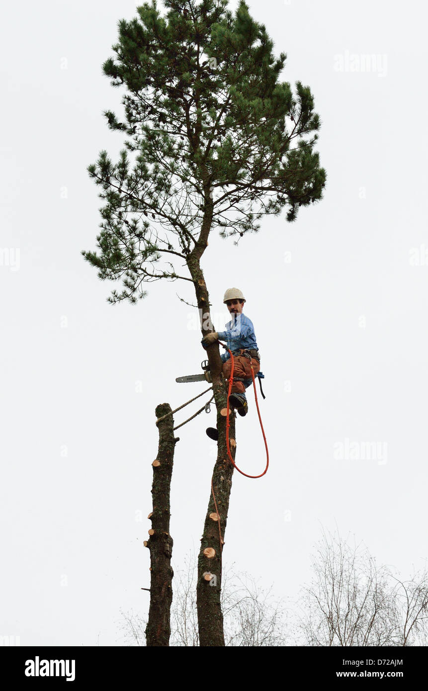 Cutting down branches hi-res stock photography and images - Alamy