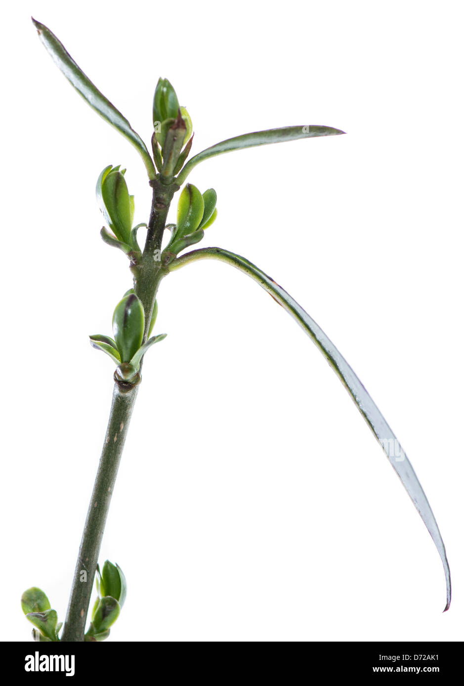 Sprout isolated on white background Stock Photo - Alamy