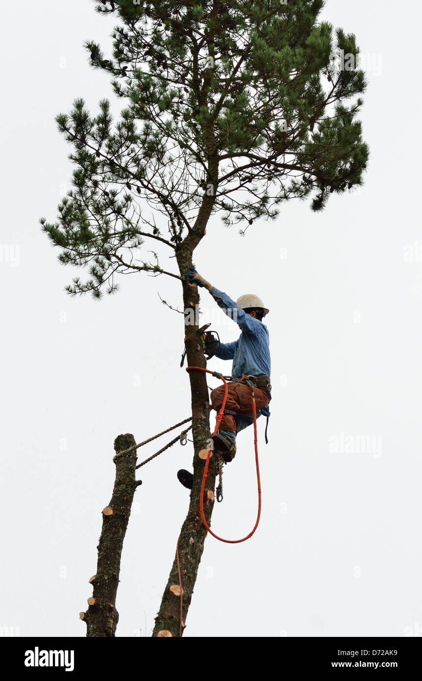 Cutting down backyard tree 130213 71018 Stock Photo - Alamy