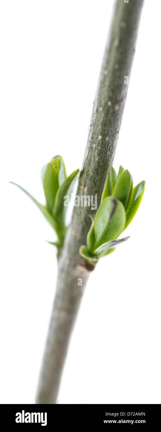 Sprout isolated on white background Stock Photo - Alamy