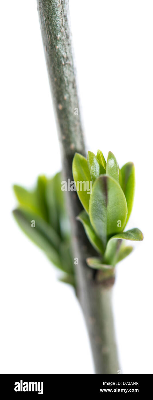 Sprout isolated on white background Stock Photo - Alamy