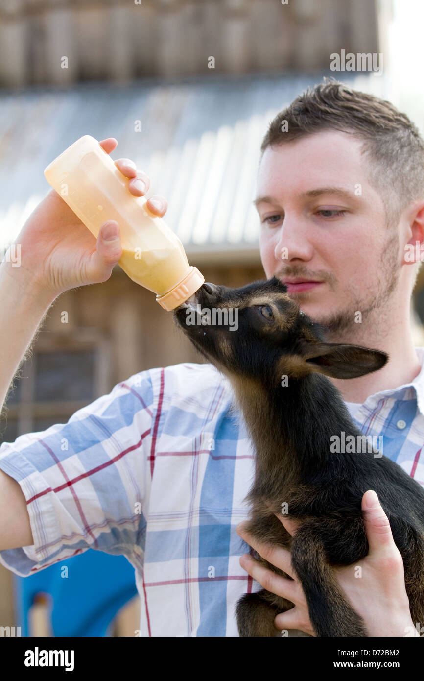 Nigerian dwarf goat hi-res stock photography and images - Alamy