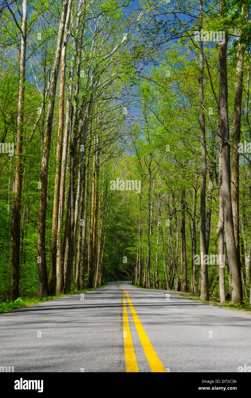 Forest line road hi-res stock photography and images - Alamy