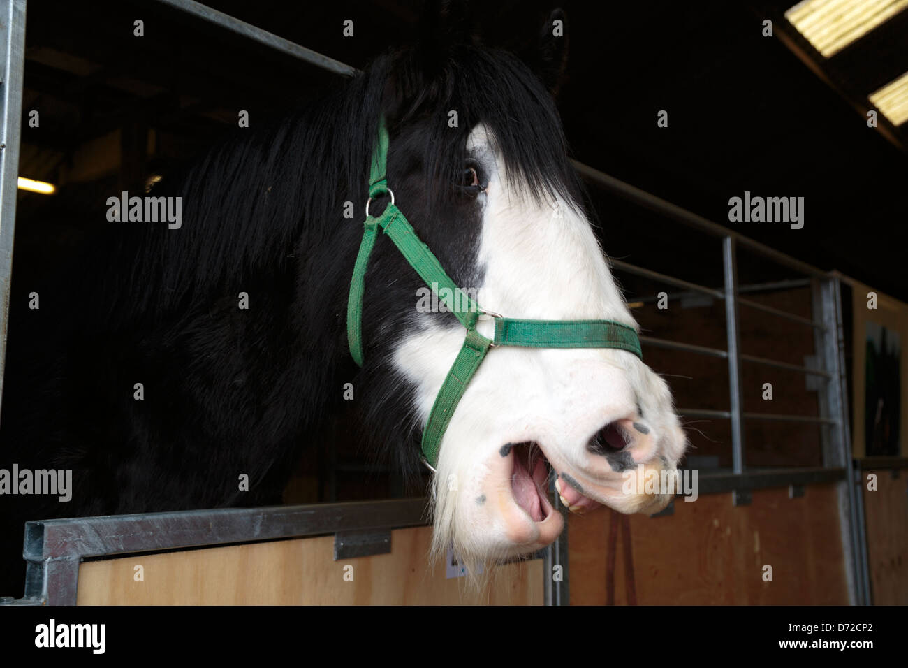 Funny smiling horse hi-res stock photography and images - Alamy