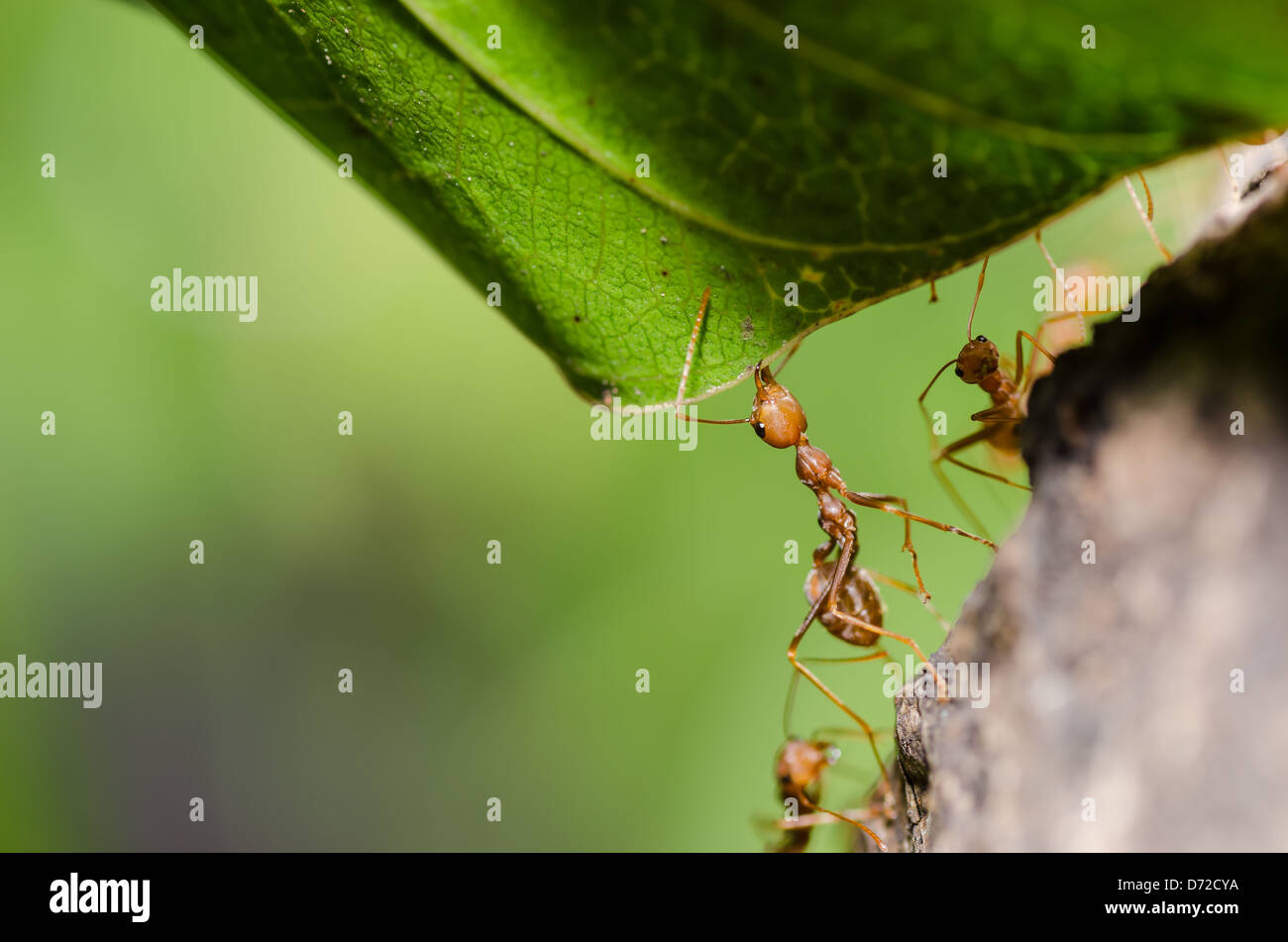 red ant on the leaf in the nature Stock Photo - Alamy