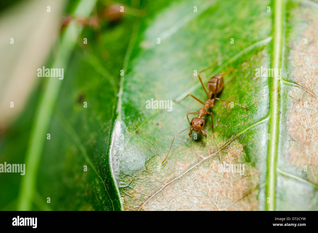 red ant on the leaf in the nature Stock Photo - Alamy
