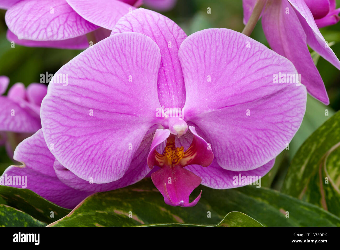 Magenta moth orchid Stock Photo - Alamy