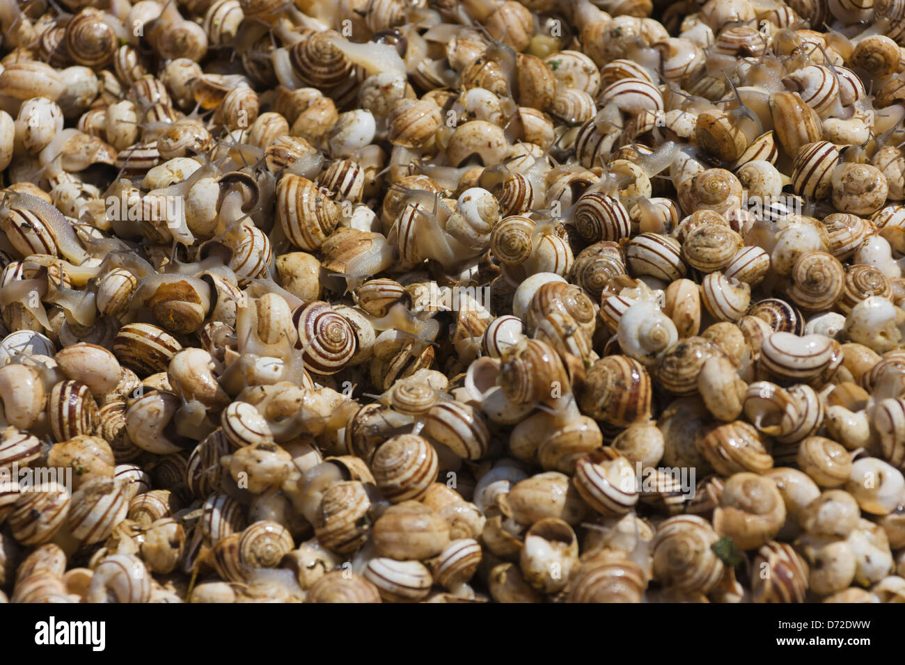 Snails, Sousse, Tunisia Stock Photo - Alamy