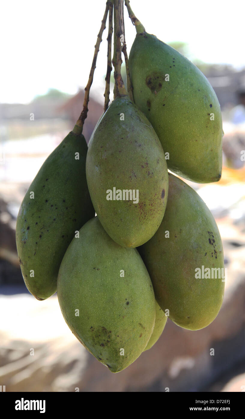 Bunch of mangoes hi-res stock photography and images - Alamy