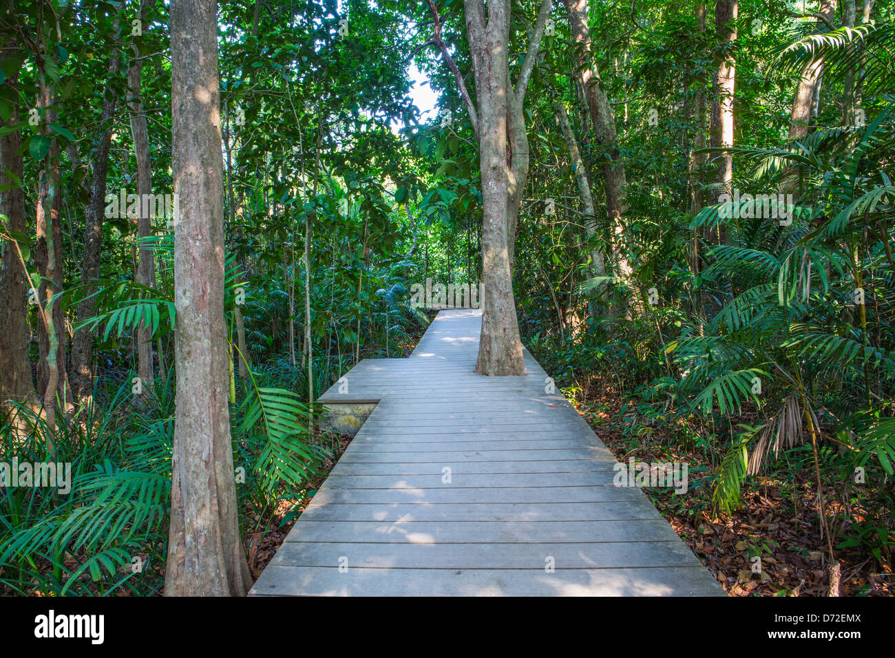 Mangrove tree study hi-res stock photography and images - Alamy