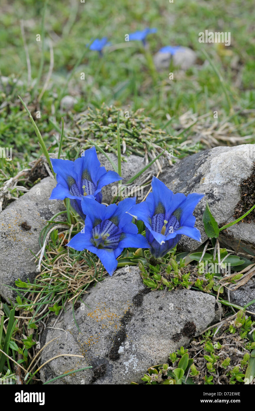Trumpet Gentian: Gentiana acaulis. Picos de Europa, northern Spain ...