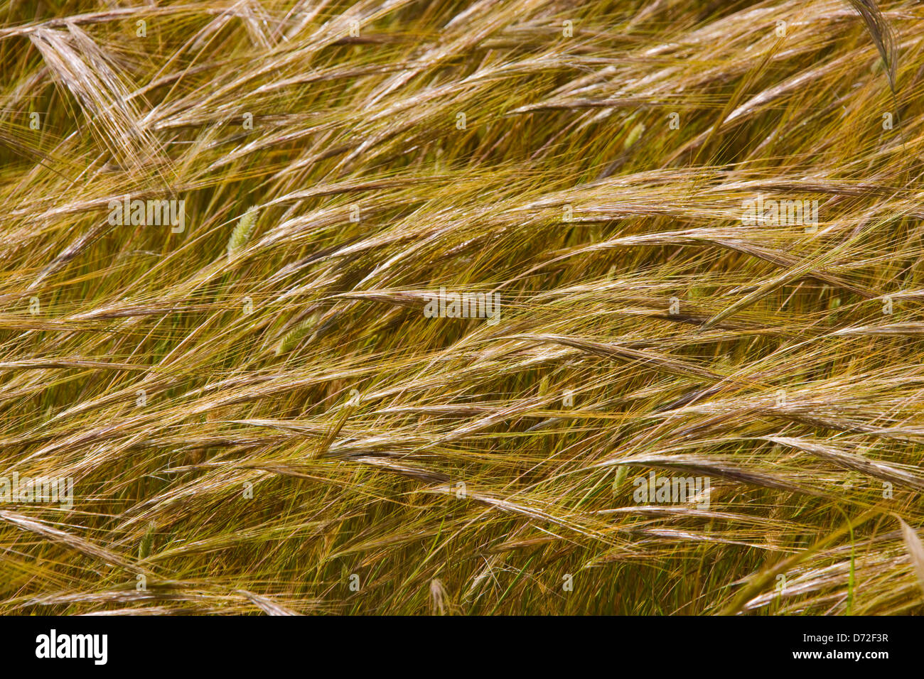 Grass swaying in wind, Tunisia Stock Photo - Alamy