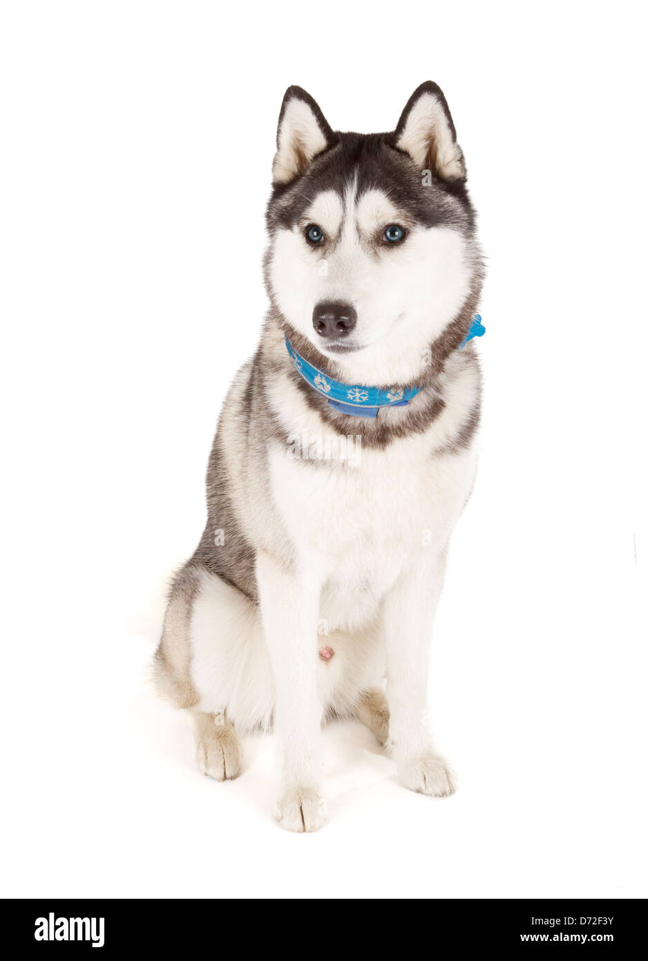 Siberian Husky isolated on white background Stock Photo - Alamy