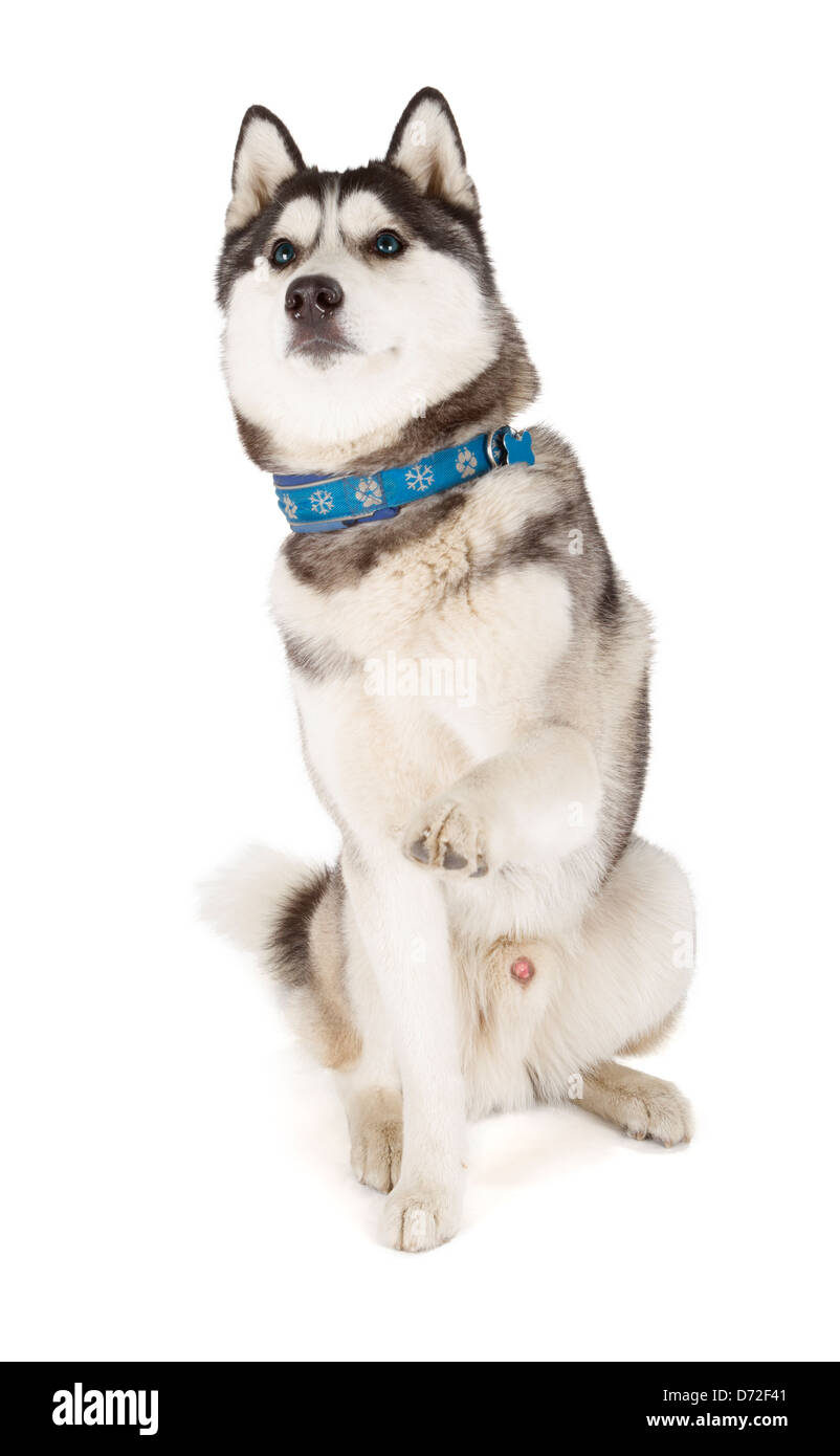 Siberian Husky isolated on white background Stock Photo - Alamy