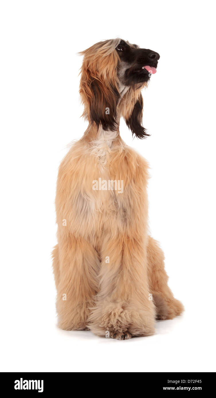 Afghan dog sitting hi-res stock photography and images - Alamy