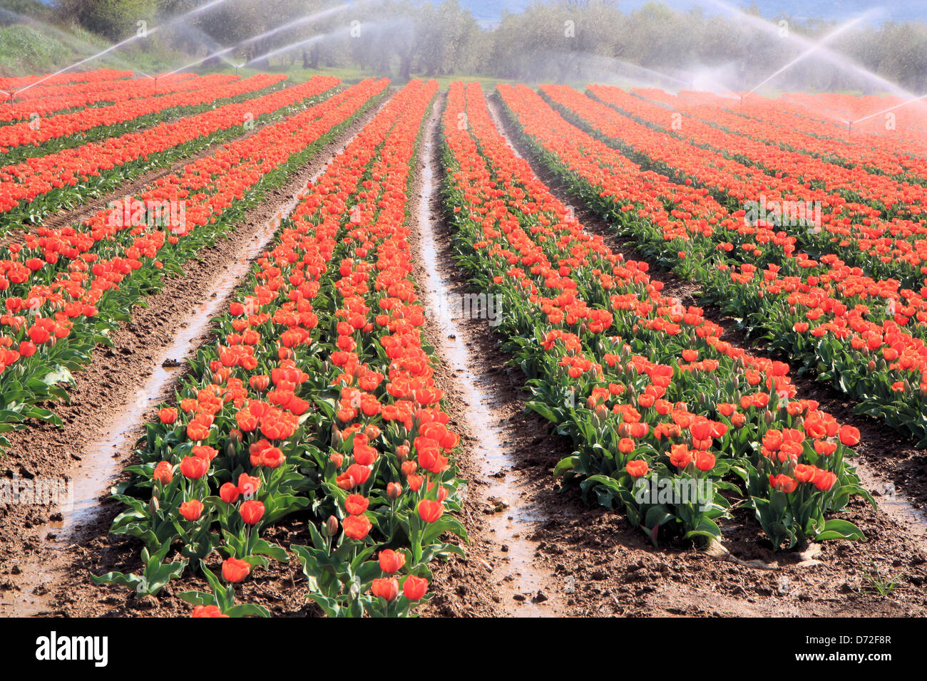 Tulips fields, Provence, France Stock Photo - Alamy