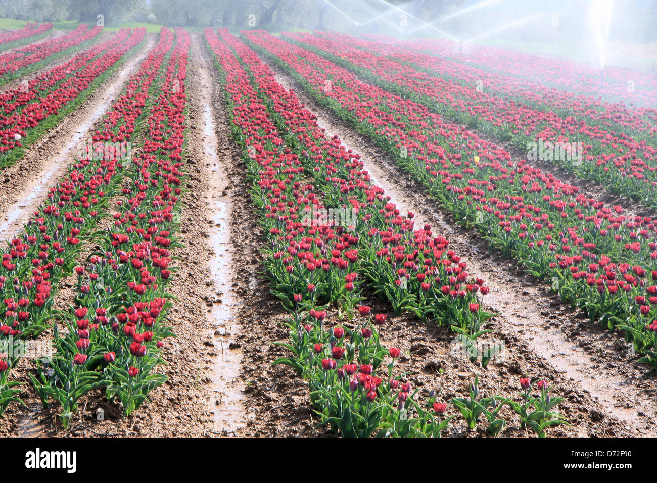 Tulips fields, Provence, France Stock Photo - Alamy