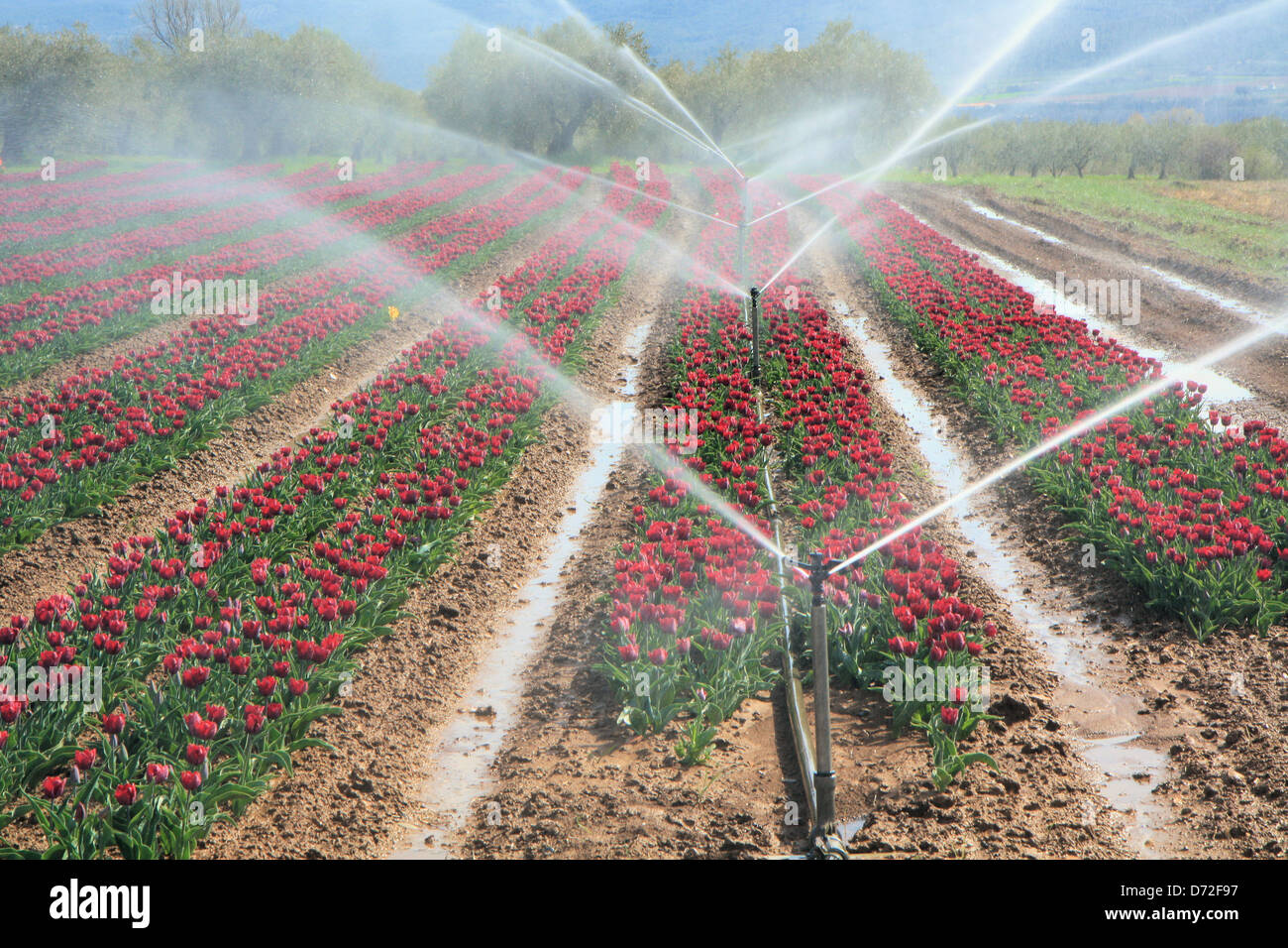 France tulips hi-res stock photography and images - Alamy