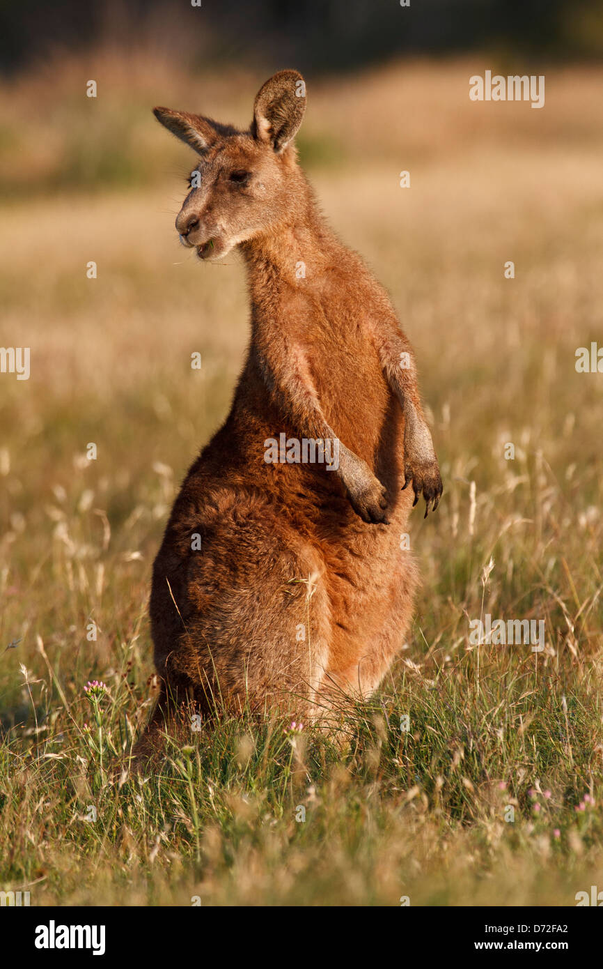 Eastern grey kangaroo not macropus hi-res stock photography and images ...