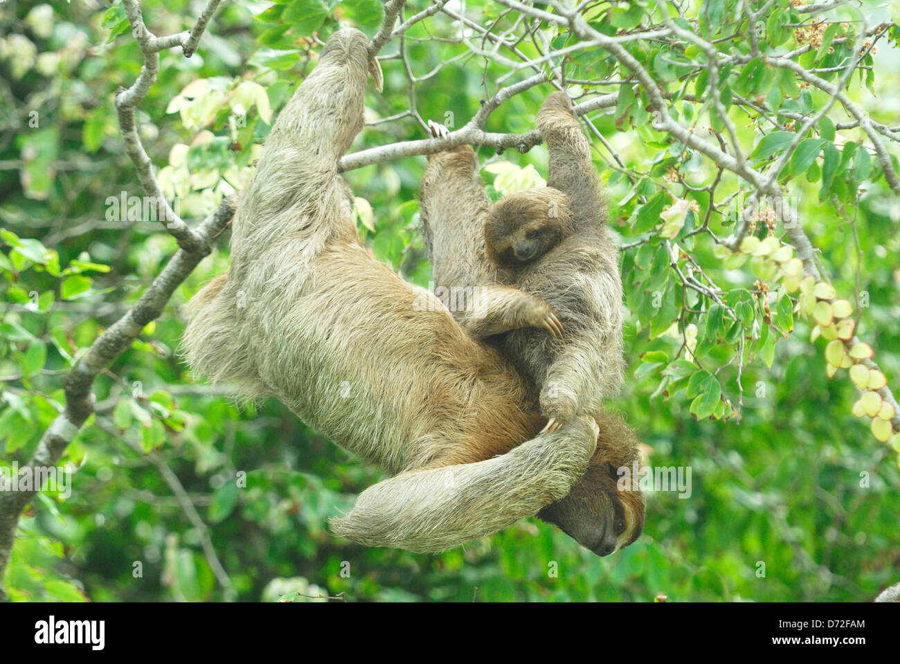 Two Toed Sloth Baby