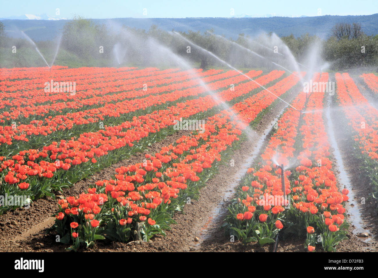 Tulips fields, Provence, France Stock Photo - Alamy