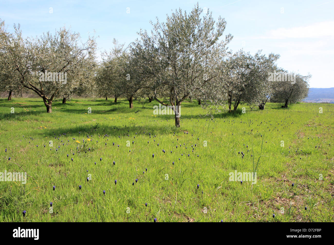 Olive trees in spring, Provence, France Stock Photo - Alamy