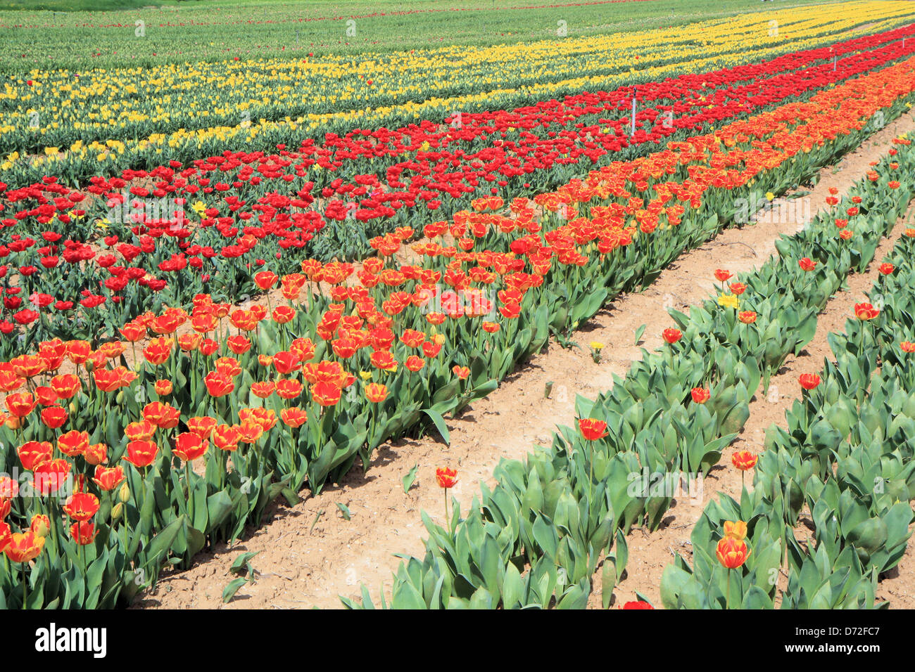 Tulips fields, Provence, France Stock Photo - Alamy