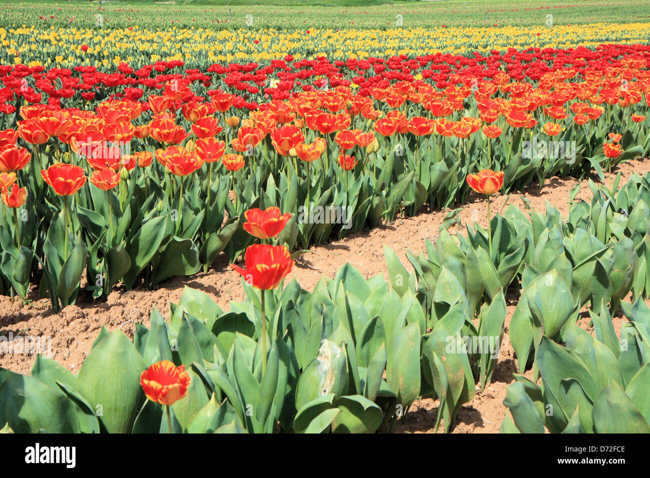 Tulips fields, Provence, France Stock Photo - Alamy