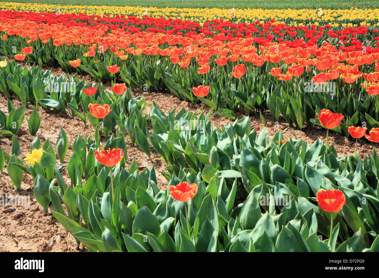 Tulips fields, Provence, France Stock Photo - Alamy