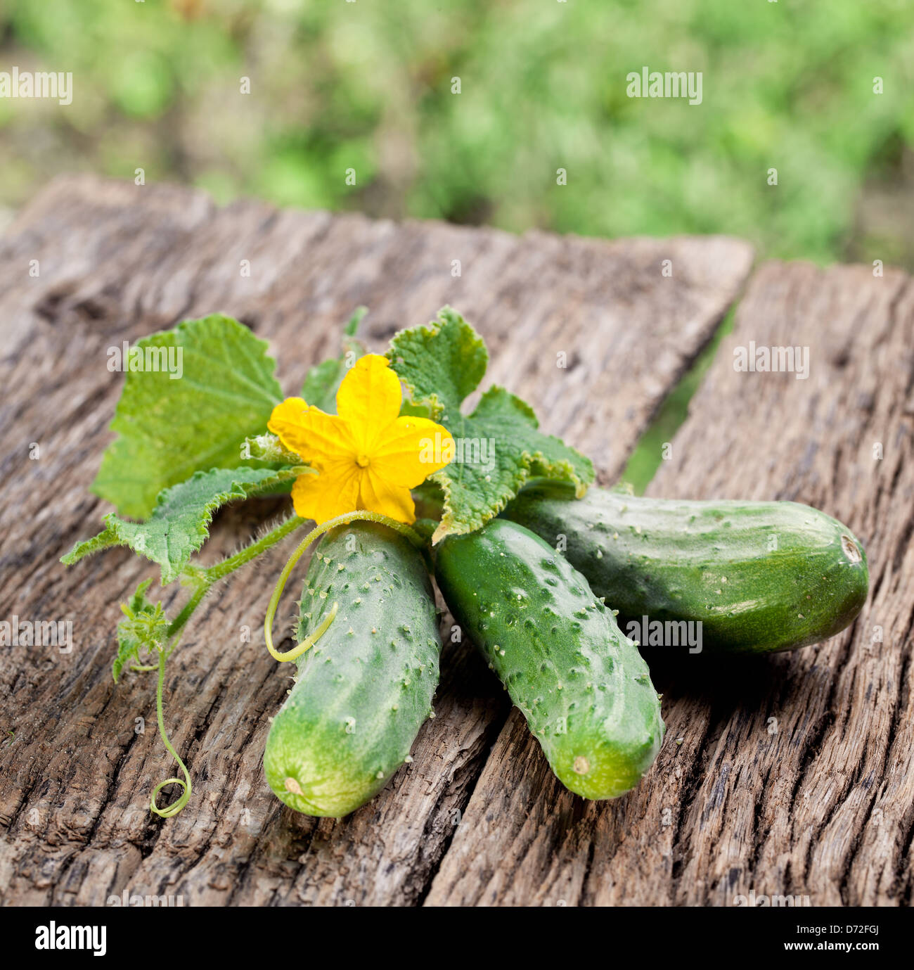 Flower and leaves of cucumber hi-res stock photography and images - Alamy