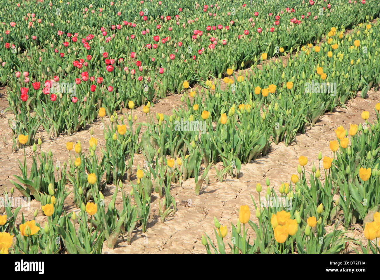 Tulips fields, Provence, France Stock Photo - Alamy
