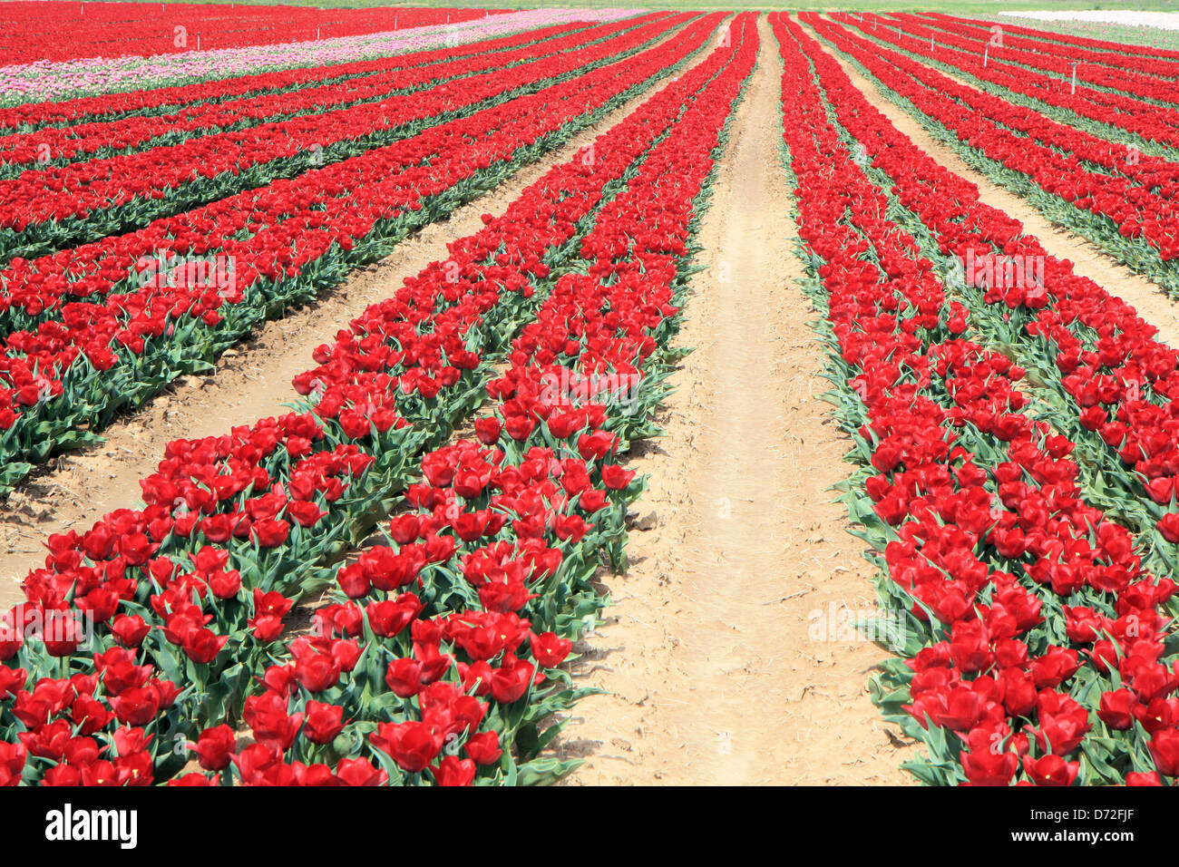 Tulips fields, Provence, France Stock Photo - Alamy