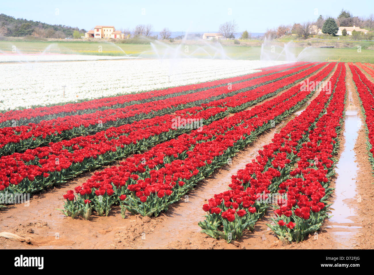 Tulips fields, Provence, France Stock Photo - Alamy