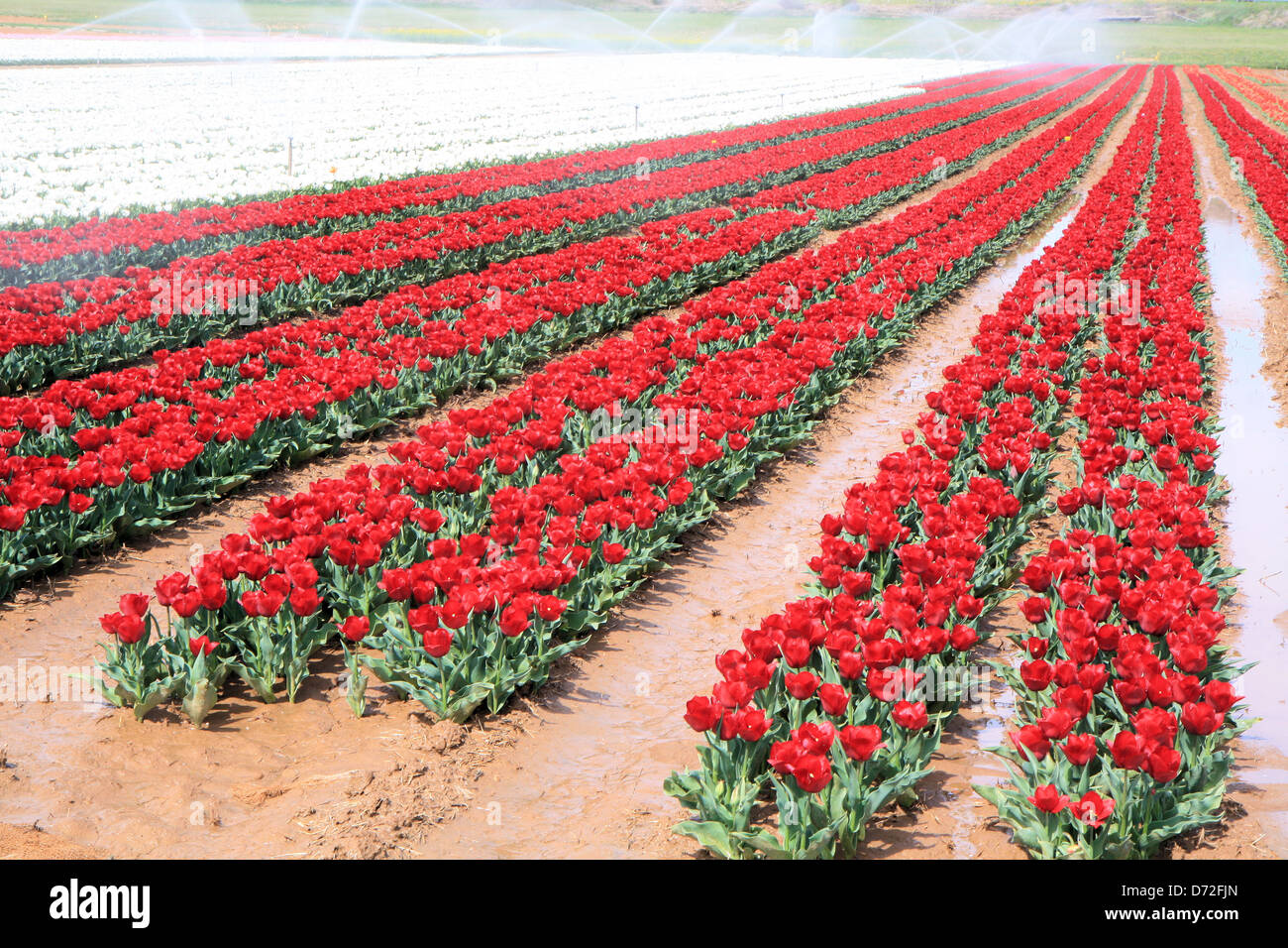 Tulips fields, Provence, France Stock Photo - Alamy