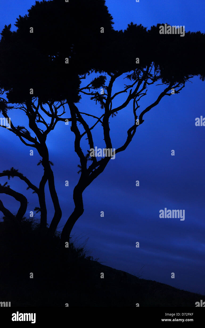 Fairy tree ireland hi-res stock photography and images - Alamy