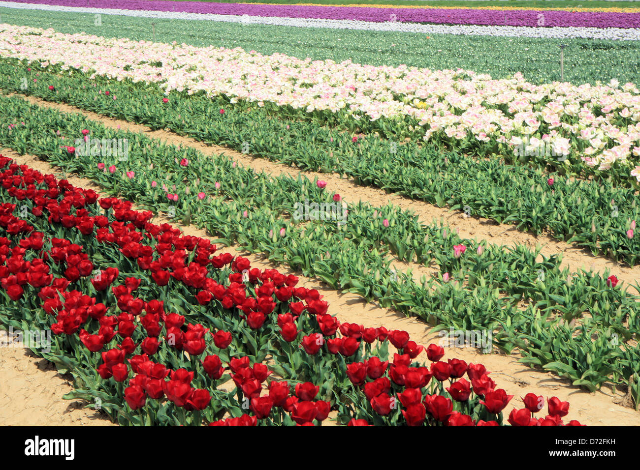 Tulips fields, Provence, France Stock Photo - Alamy