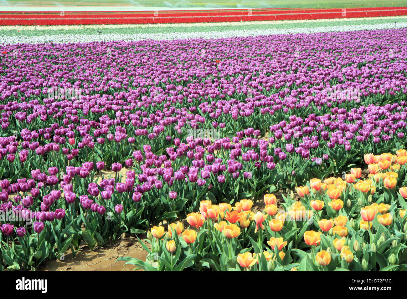 Tulips fields, Provence, France Stock Photo - Alamy