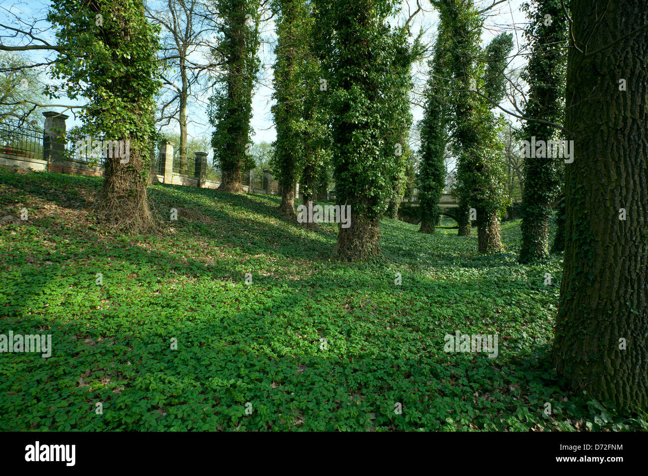 big trees in park covered in ivy Stock Photo - Alamy