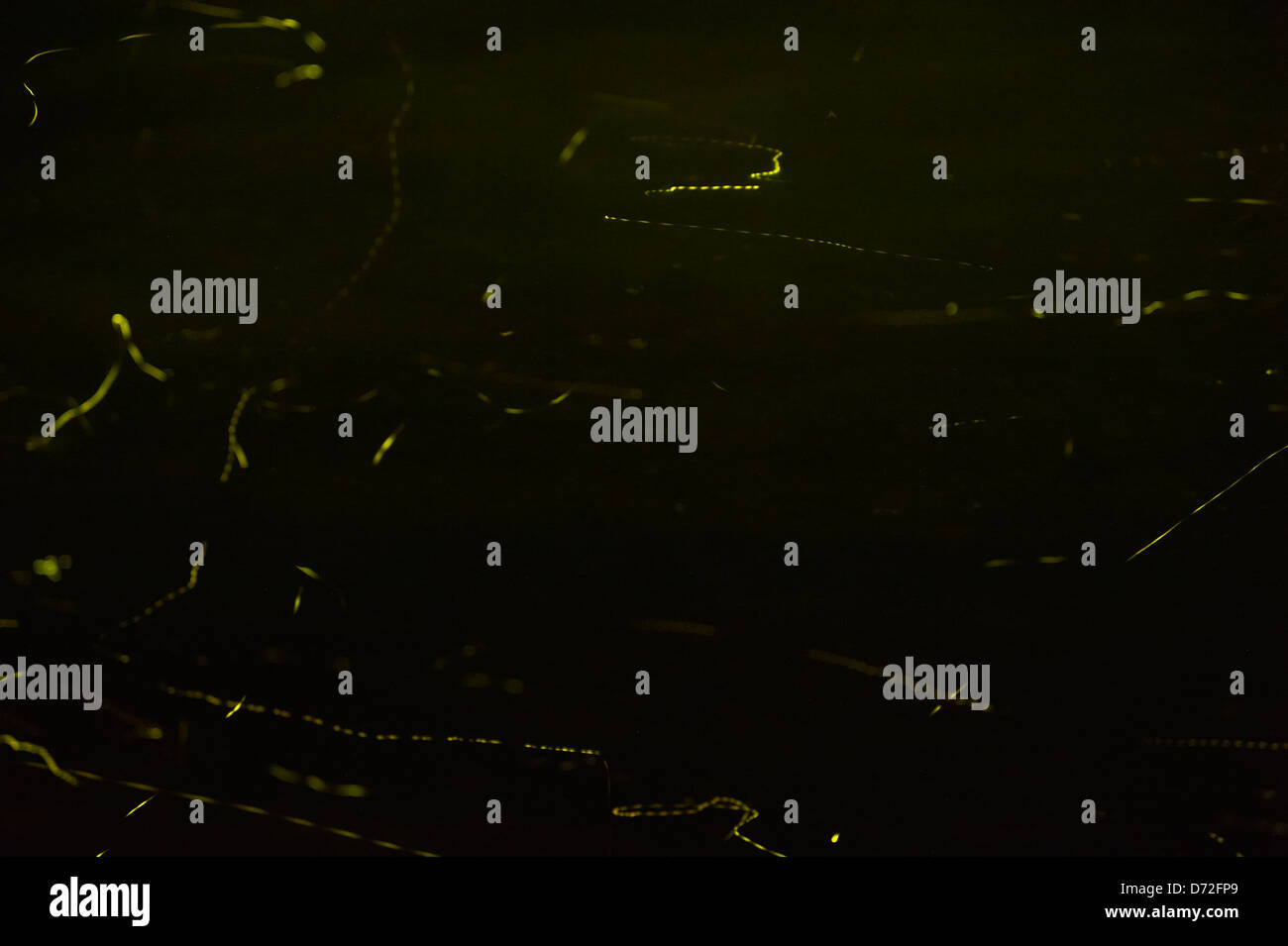 Fireflies flying through the night over the mangrove forests in ...