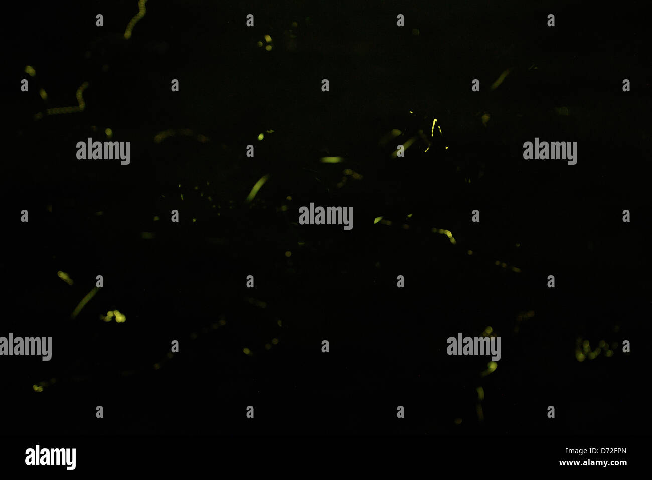 Fireflies flying through the night over the mangrove forests in ...