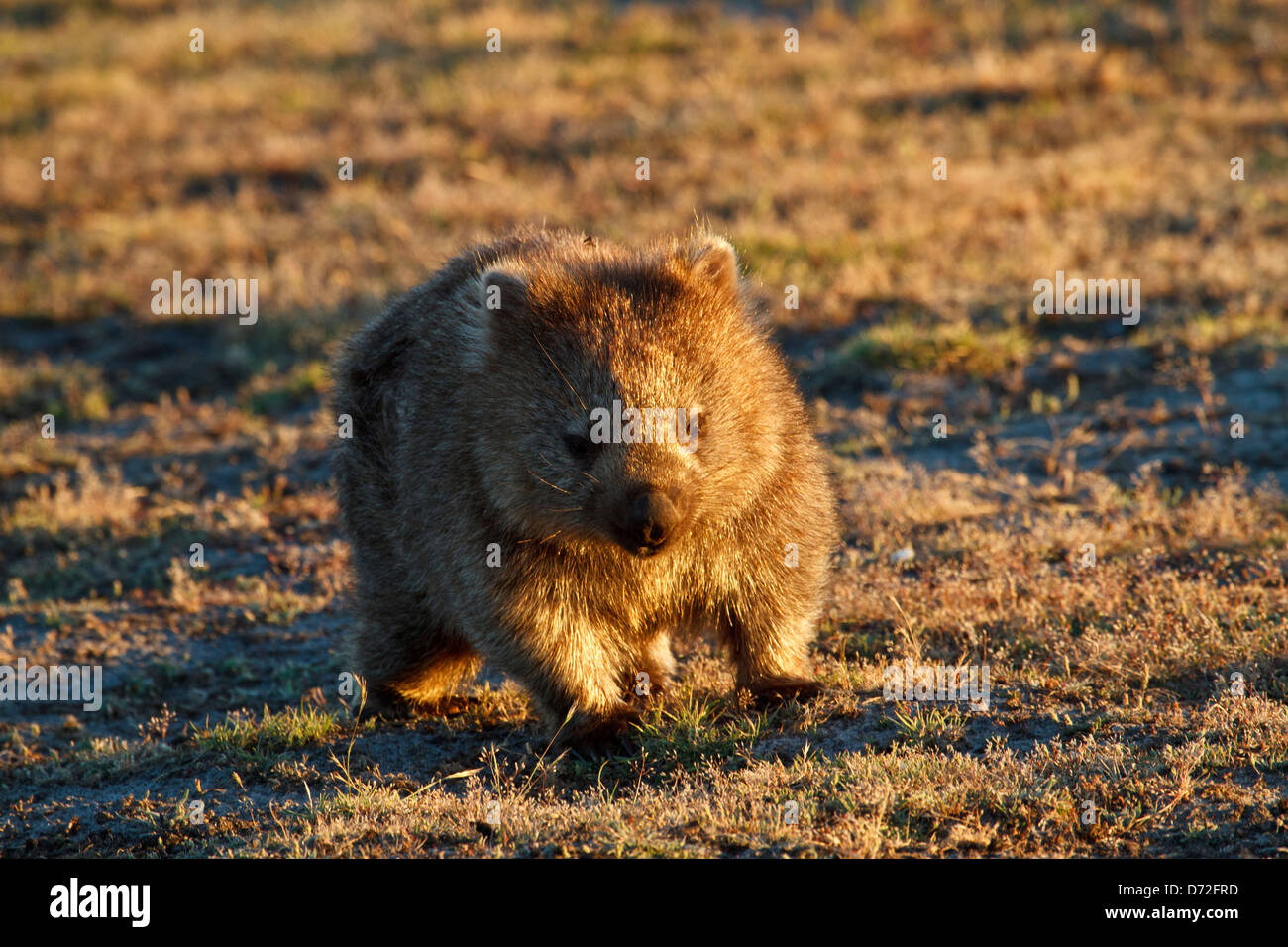 Wombat running hi-res stock photography and images - Alamy