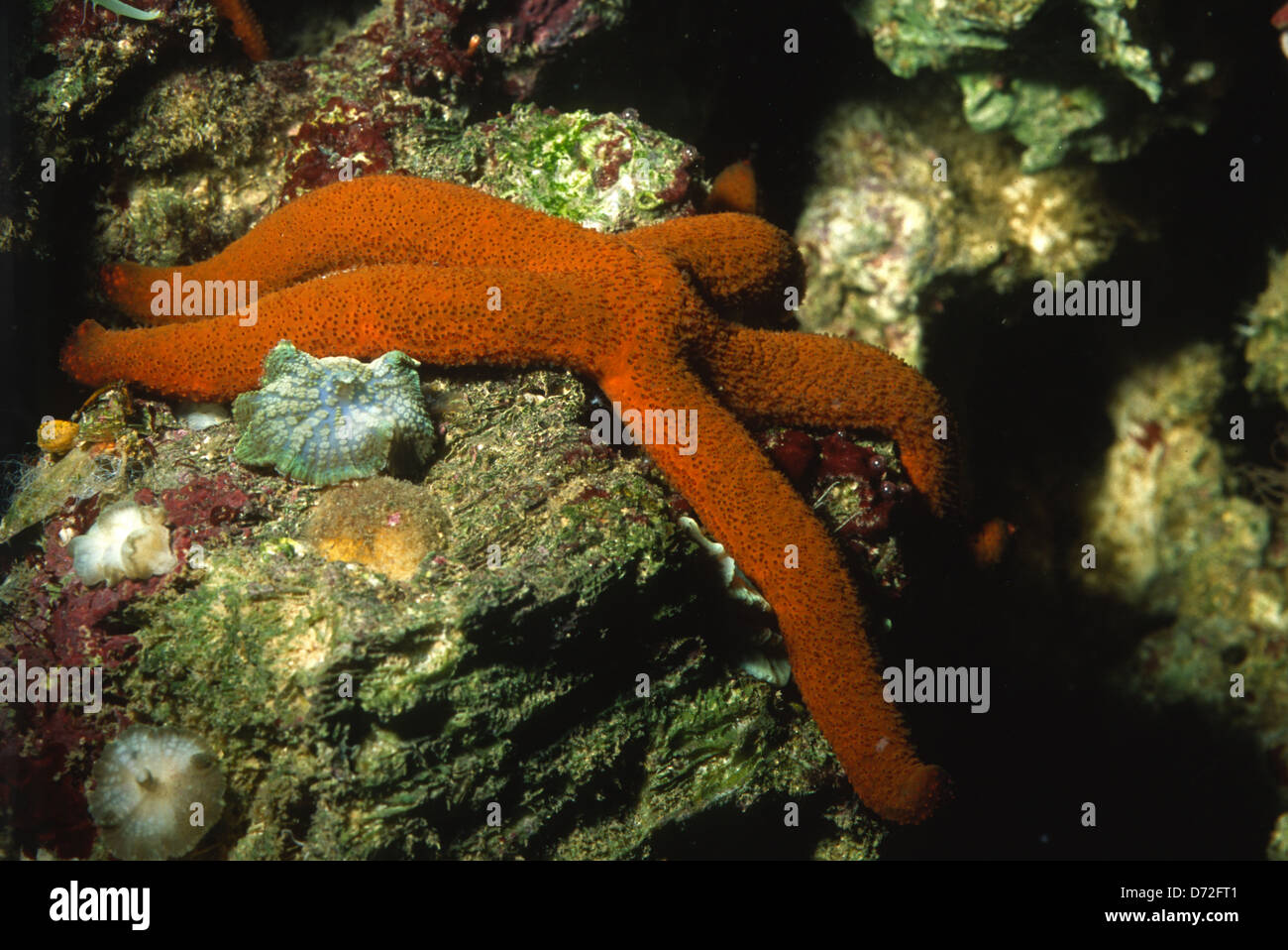 Little red sea star fromia millepora hi-res stock photography and ...
