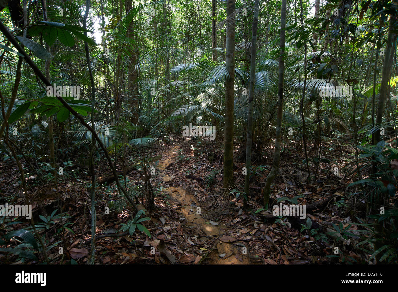 Path leading through the rain forest in Malaysia Stock Photo - Alamy