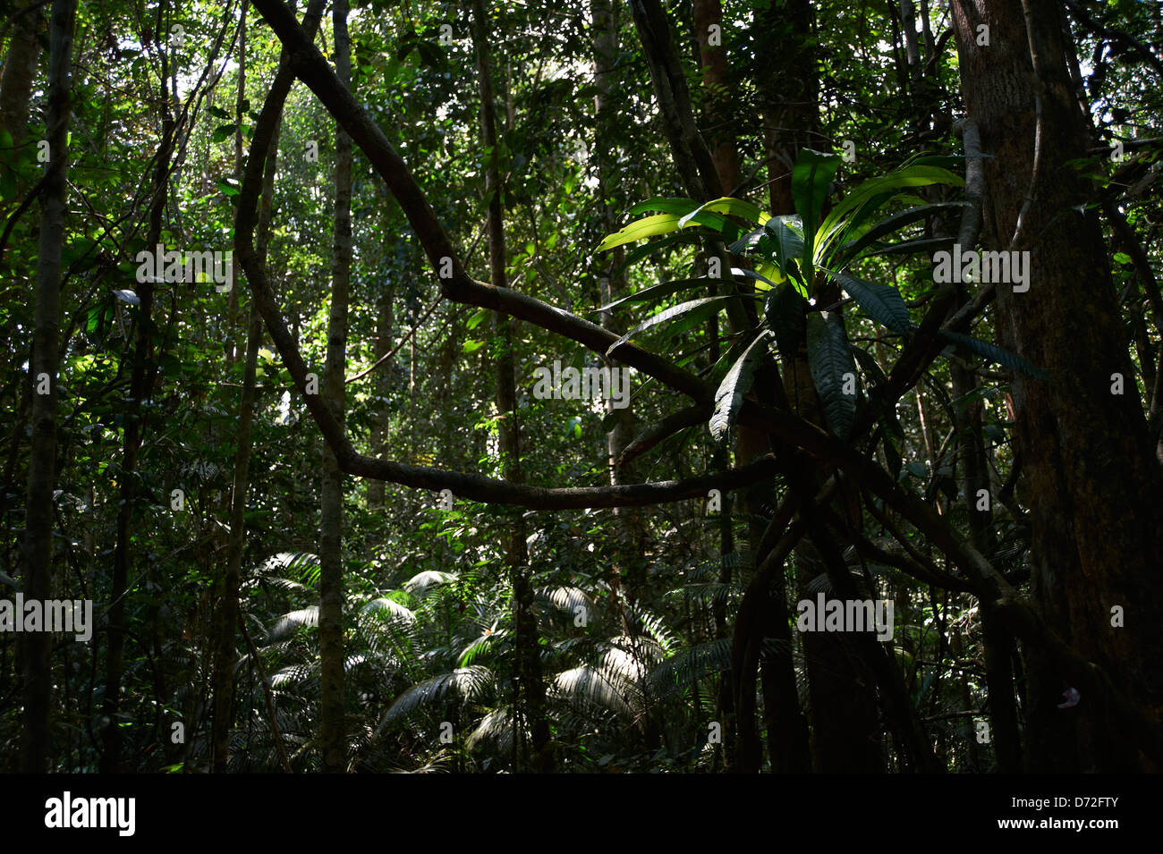 Tendrils in the Malaysian rain forest Stock Photo - Alamy