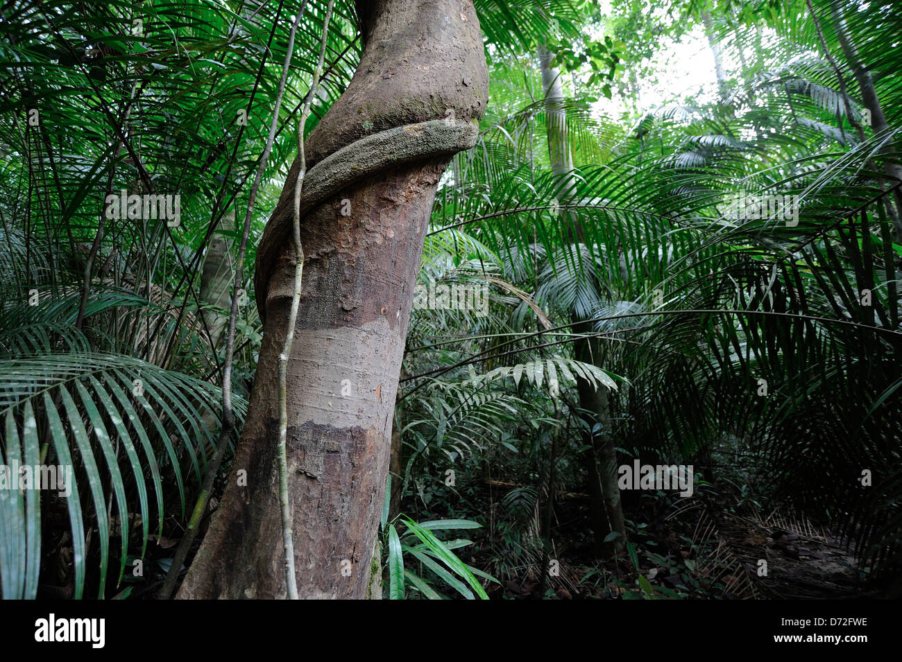 Tendril on a tree in a jungle in Malaysia Stock Photo - Alamy