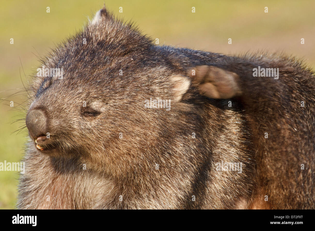 Scratching ear hi-res stock photography and images - Alamy